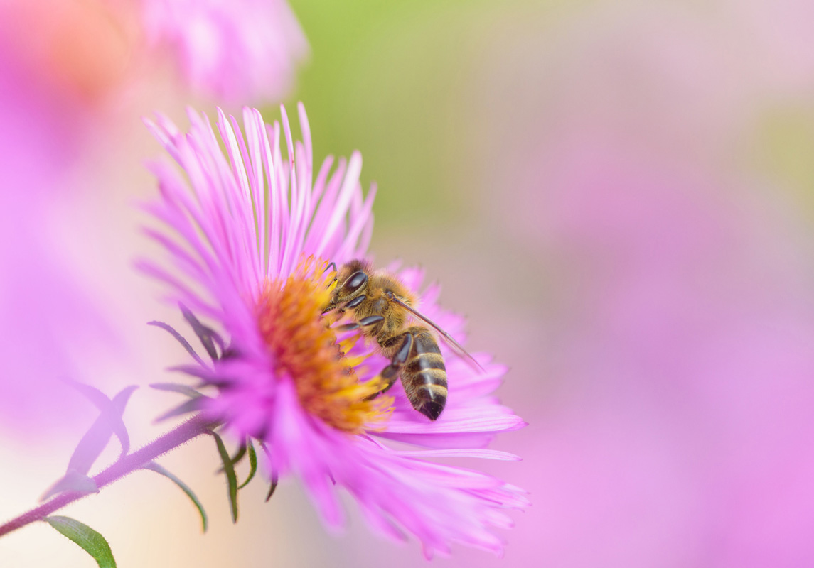 Les plantes mellifères | Ville de Fouesnant